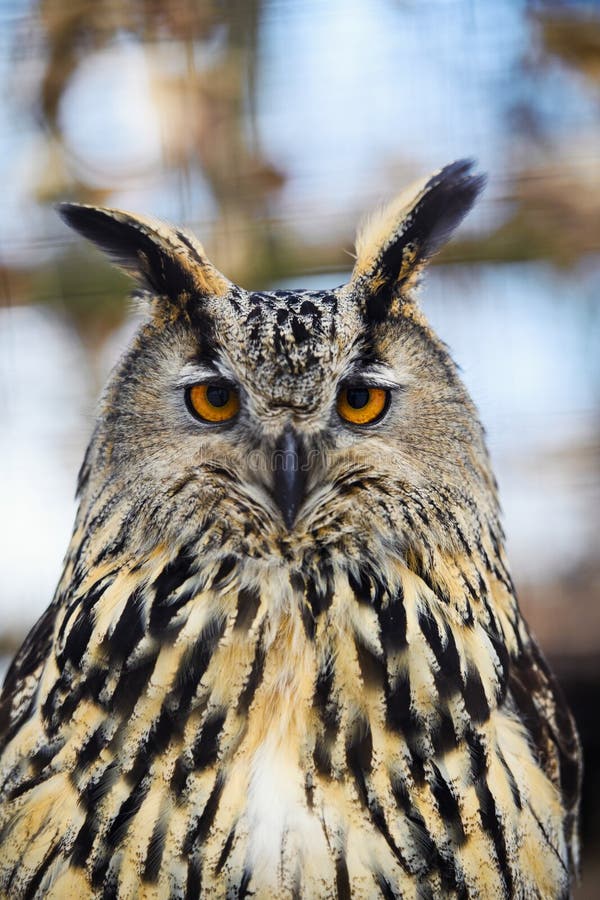 Owl portrait stock photo. Image of face, wild, nature - 156063102
