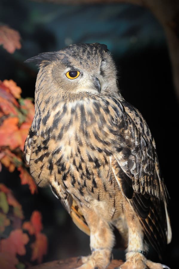 Owl portrait stock image. Image of macro, face, nature - 25425579
