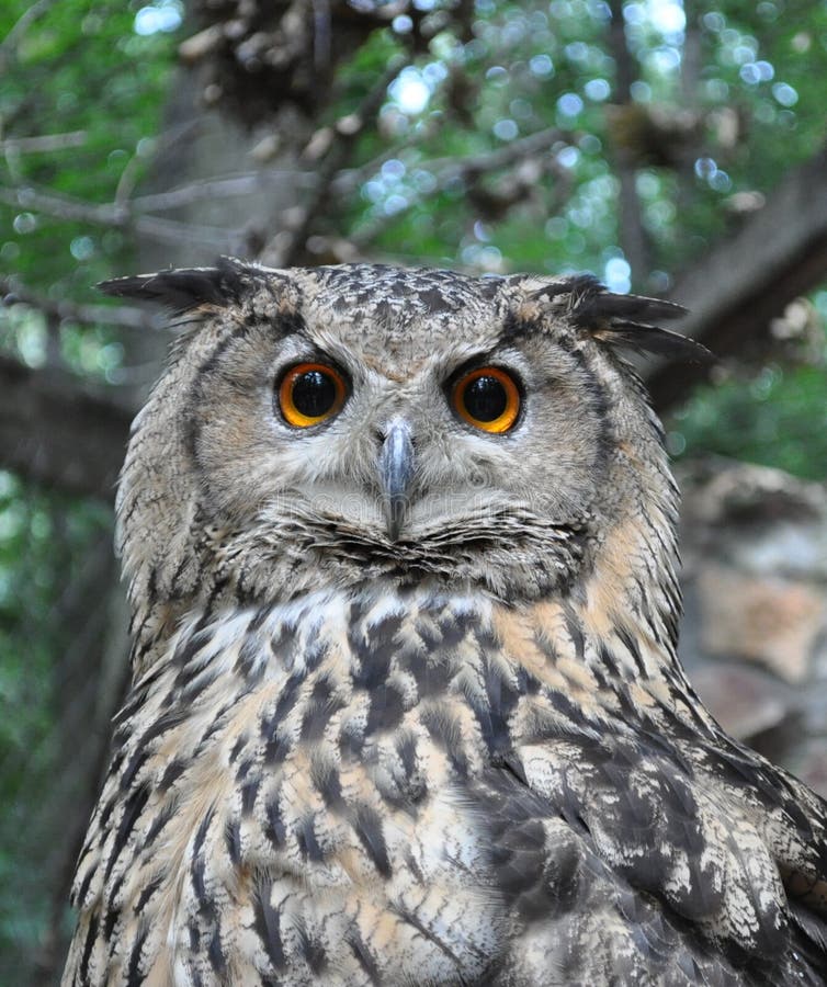 Owl portrait stock photo. Image of night, nature, animal - 28826000