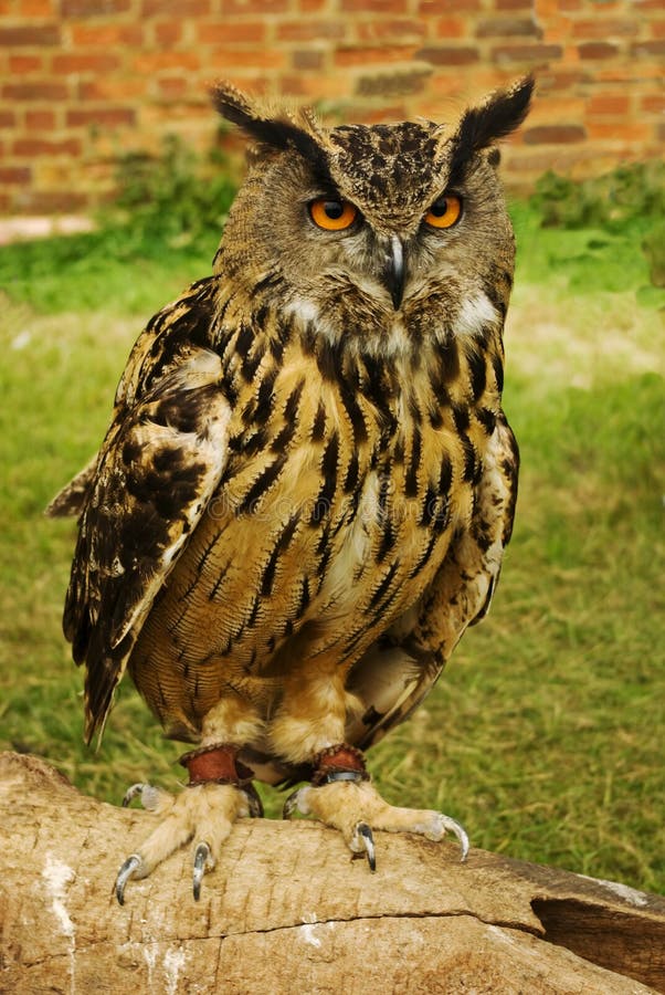 Owl portrait stock image. Image of perch, feathers, eyes - 5421811