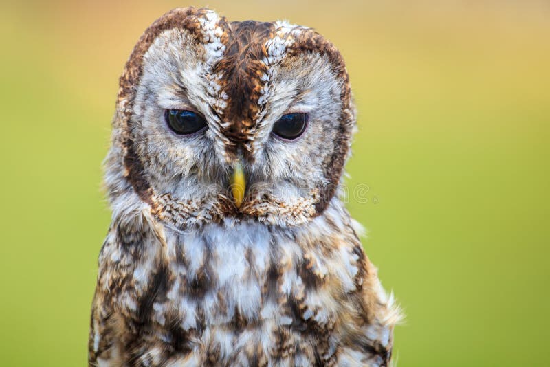 Owl portrait stock image. Image of bird, nature, head - 57609779
