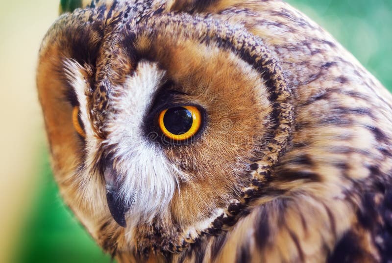 Owl portrait. stock image. Image of portrait, horizontal - 55500071