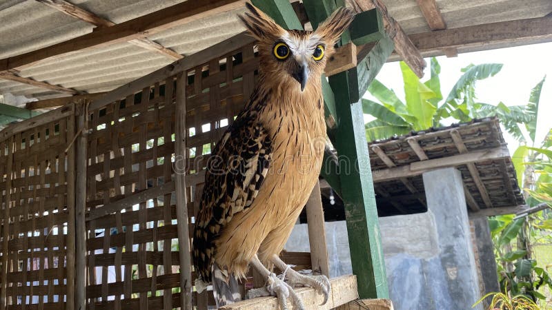 Owl portrait in a house stock image. Image of falcon - 277221643