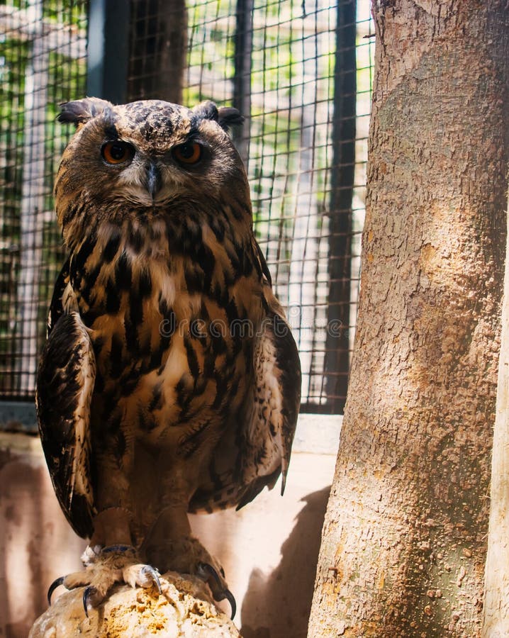 Owl stock photo. Image of hunter, nature, animal, eagle - 100176030