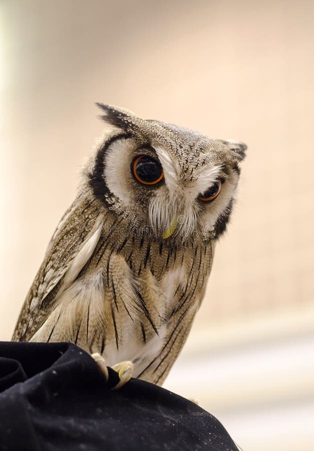 Owl portrait,Strigiformes stock image. Image of forest - 68608163