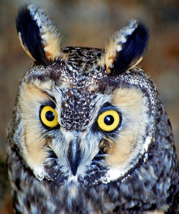 Owl Portrait in Sun stock image. Image of protected, peering - 79502077
