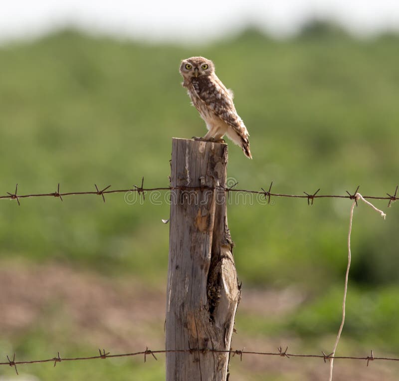 Owl on a Post with Barbed Wire Stock Photo - Image of pierre, grassland ...
