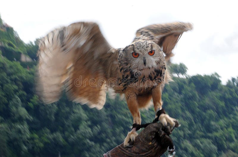 An Owl, a Predatory Bird or Bird of Prey Stock Photo - Image of song ...