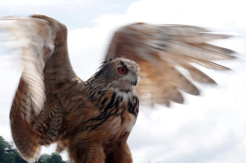 An Owl, a Predatory Bird or Bird of Prey Stock Image - Image of ...