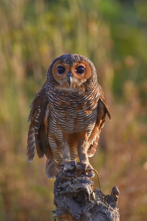 An owl with prey stock image. Image of white, close - 162691189