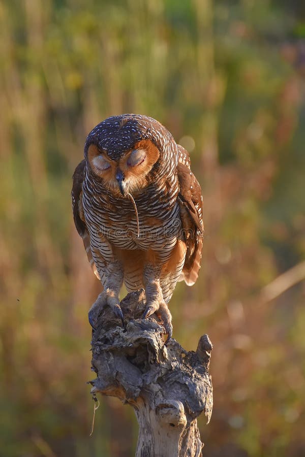 An owl with prey stock photo. Image of beautiful, tyto - 162691182
