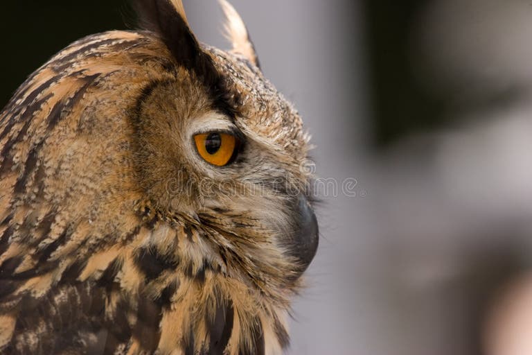 150 Side Profile Brown Owl Stock Photos - Free & Royalty-Free Stock ...