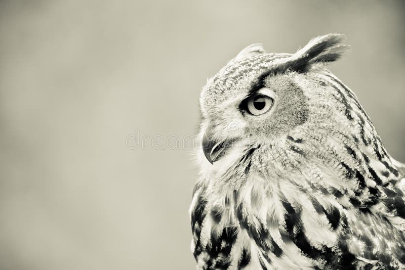 Owl profile stock photo. Image of conservation, glare - 27667992