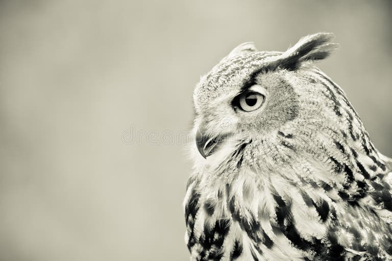 175 Side Profile Brown Owl Stock Photos - Free & Royalty-Free Stock ...