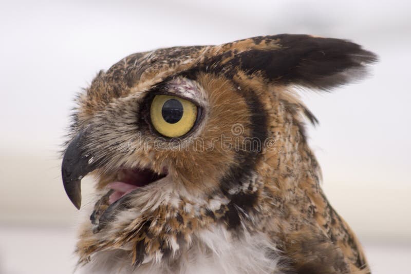 Owl Profile stock photo. Image of great, portrait, nocturnal - 462724