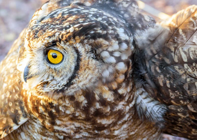 Perfil del buho imagen de archivo. Imagen de plumaje - 11970103