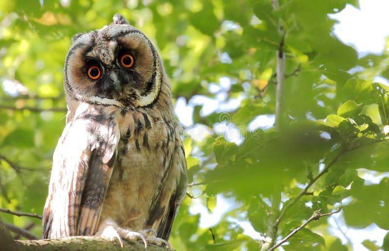 Owl resting in a tree stock photo. Image of leaves, resting - 65545790