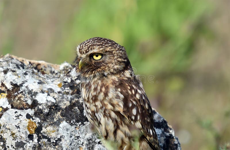 Owl in the rock stock image. Image of nature, cute, wildlife - 118377505
