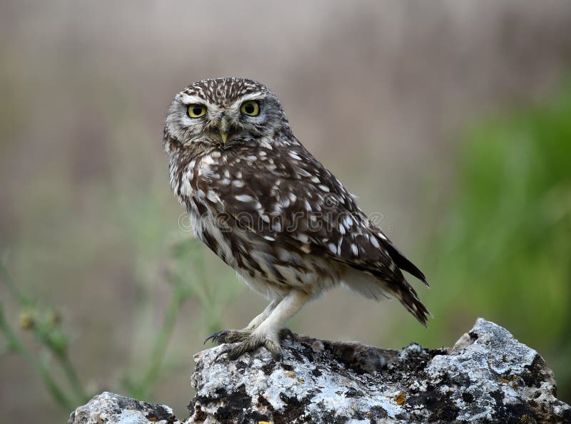 Owl in the rock stock image. Image of animal, feathers - 118368753