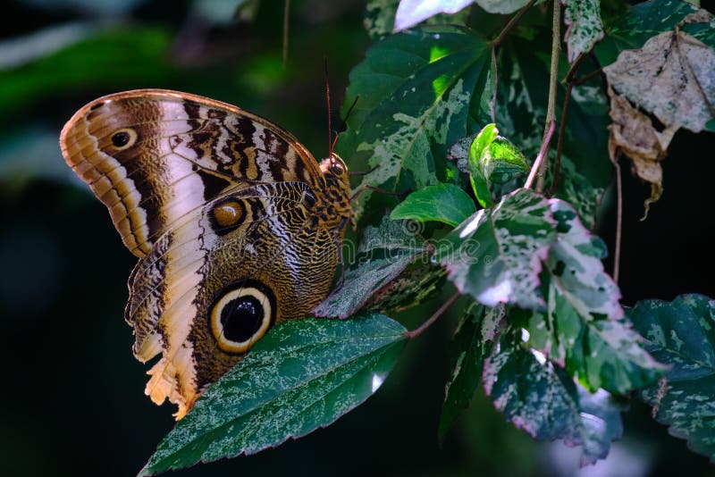 Owl`s Eye Butterfly Caligo Sp Stock Image - Image of bottom, portrait ...