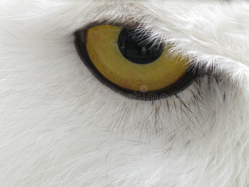 Sharp eye stock photo. Image of owls, gaze, sharp, sight - 171902626