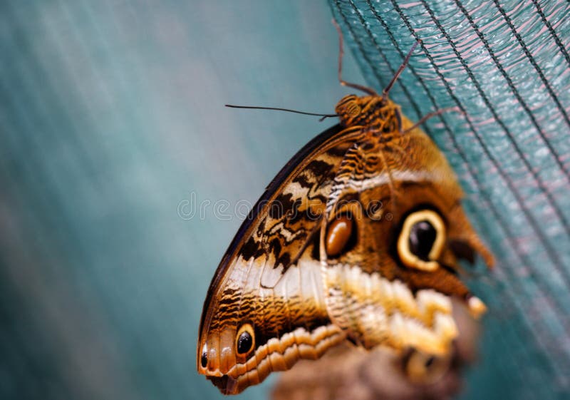 Owl s Head butterfly stock photo. Image of moth, leaf - 251680378