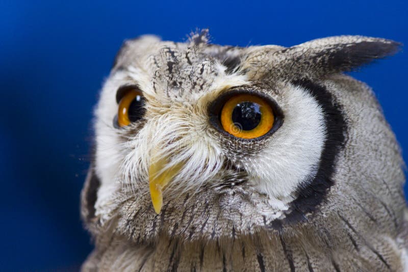 543 Scary Owl Photos - Free & Royalty-Free Stock Photos from Dreamstime