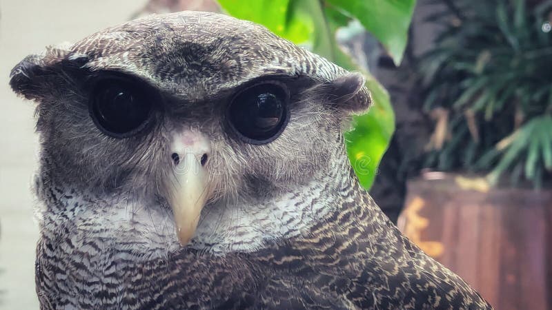 Owl with Sharp Black Eyes stock photo. Image of beautiful - 325300056