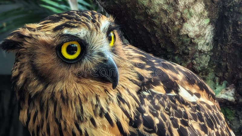 Owl with Sharp Eyes stock image. Image of eyes, animals - 325297895