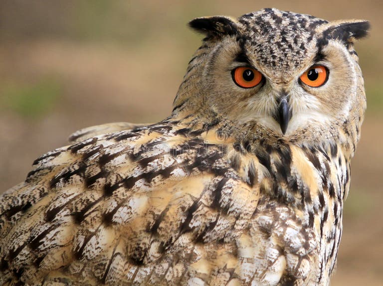 5,101 Sharp Looking Eyes Stock Photos - Free & Royalty-Free Stock ...