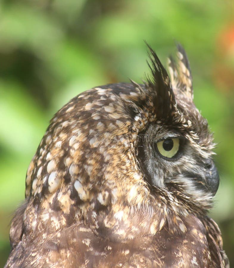 The owl side stock image. Image of bird, nature, side - 60435531