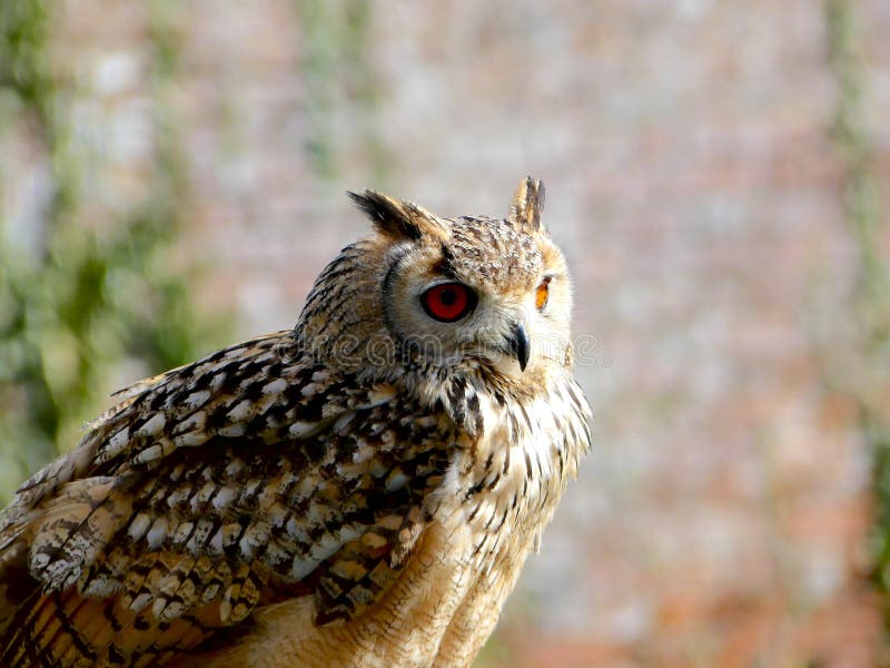 Owl Side on Watching Head Slightly Turned Stock Image - Image of white ...