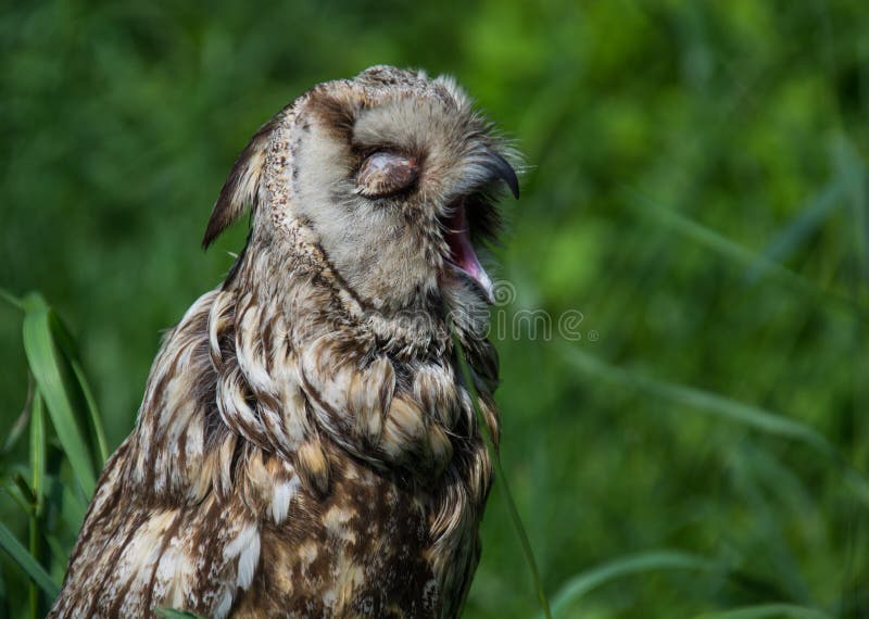 Owl sings stock photo. Image of black, predator, brown - 74081142