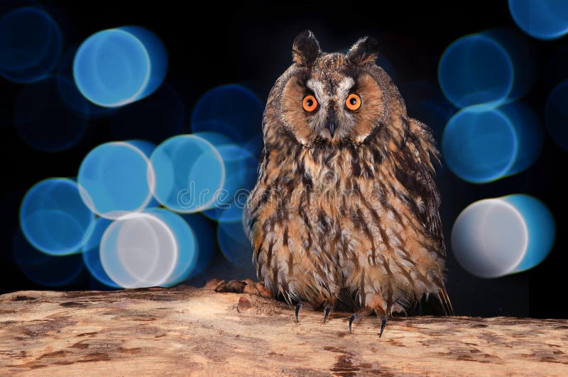 Owl sits on log at night stock photo. Image of beak - 248664024