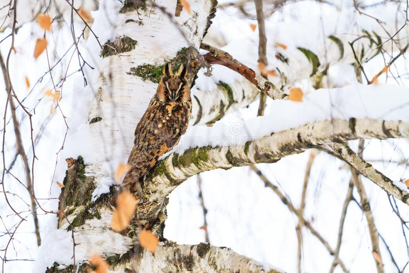 Owl Sits on a Snow-covered Tree Stock Image - Image of looking, birding ...