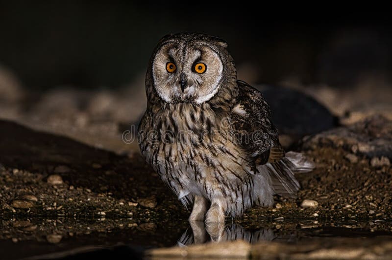 An Owl that is Sitting Down and Looking at the Camera Stock Photo ...