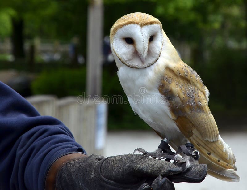 An OWL stock photo. Image of animal, fauna, hand, birds - 58662342