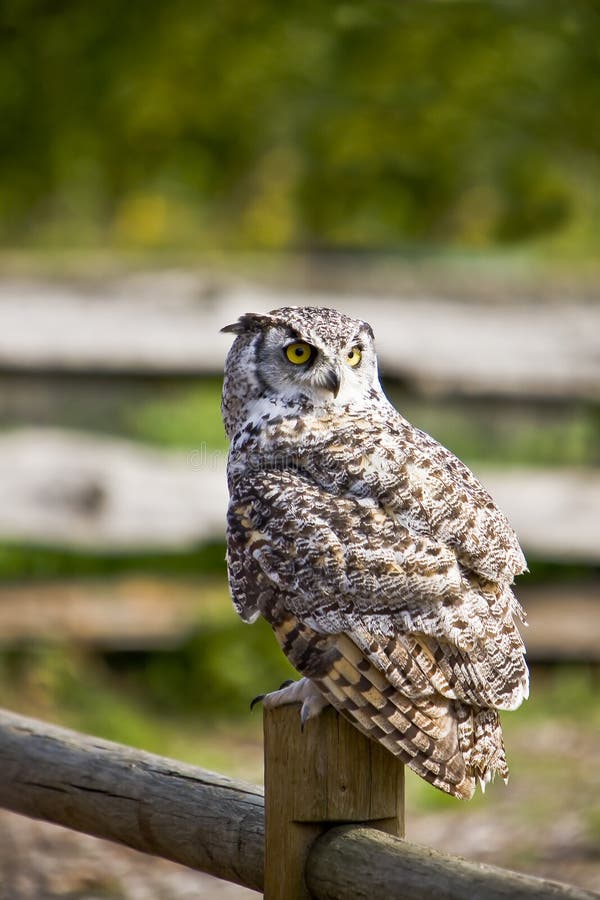 Owl sitting on the post stock image. Image of laying - 12864743