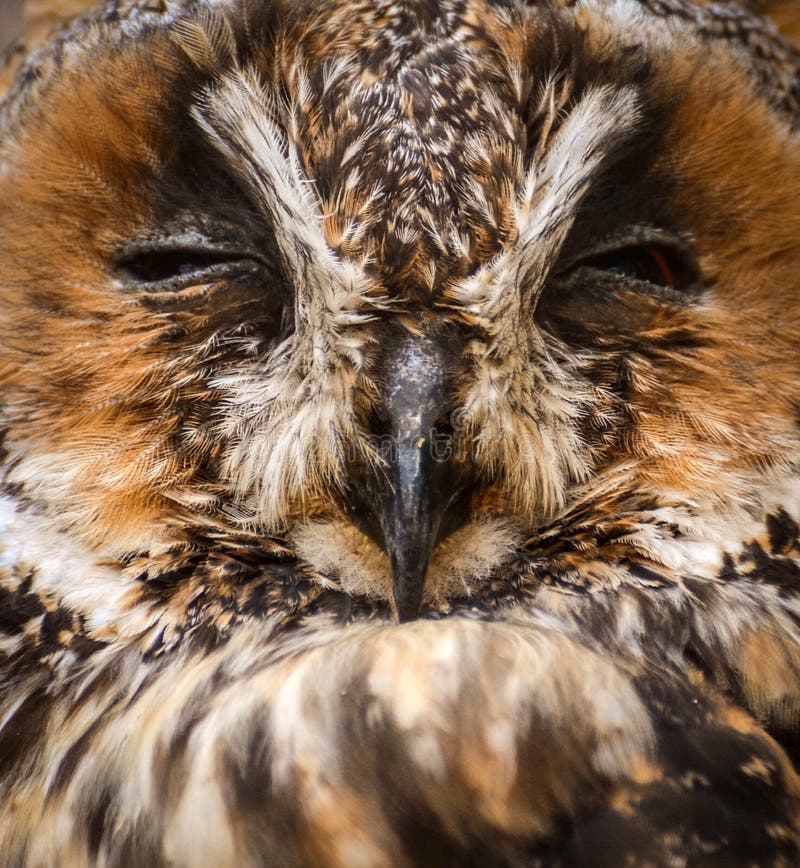 Owl sleeping stock image. Image of natural, carnivore - 151741651