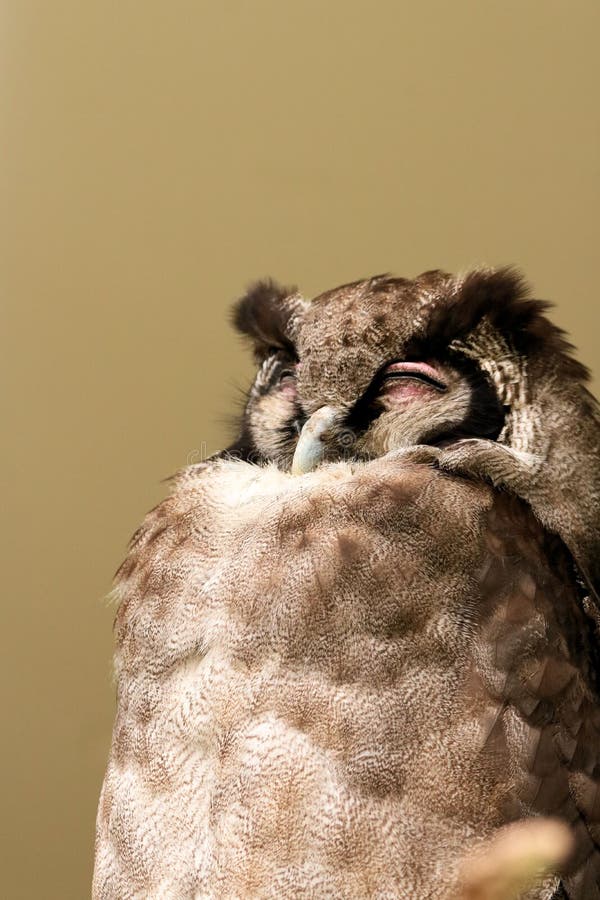 Owl sleeping stock photo. Image of lovely, park, birds - 80529866