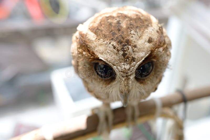 Owl stock image. Image of barn, white, nature, face, eagle - 84656167