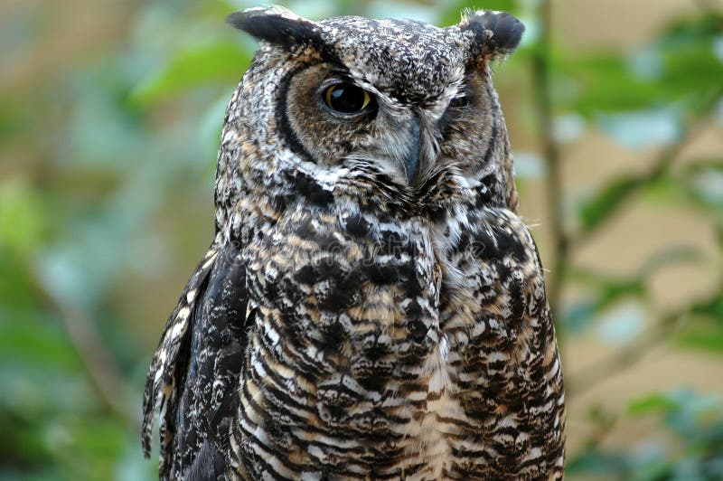 Owl Squinting at Camera stock photo. Image of falconry - 29557128
