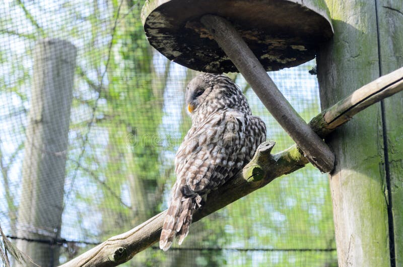 Owl Squints His Eyes in the Day Sitting on a Tree. Blurred Background ...