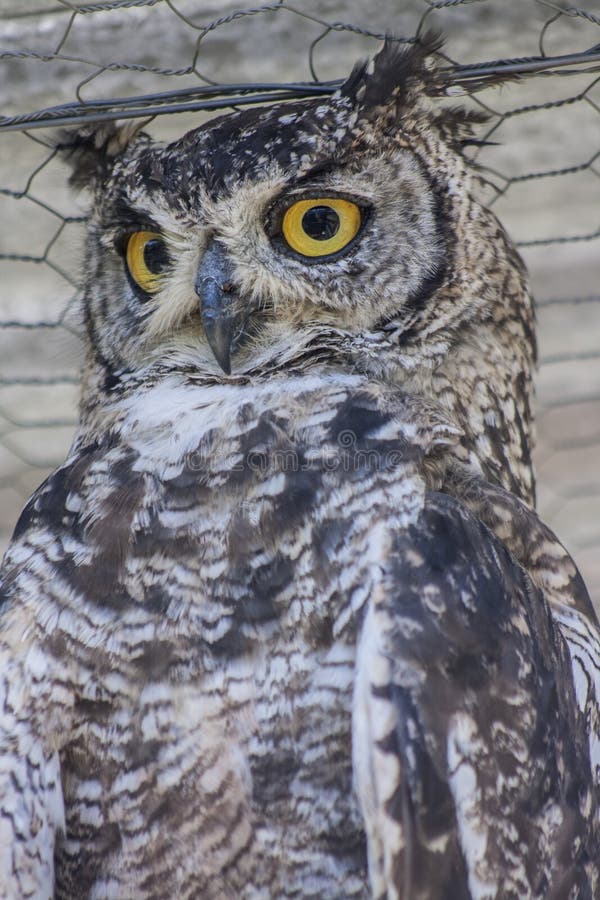 Owl stock photo. Image of africa, yellow, wildlife, rescue - 88877458