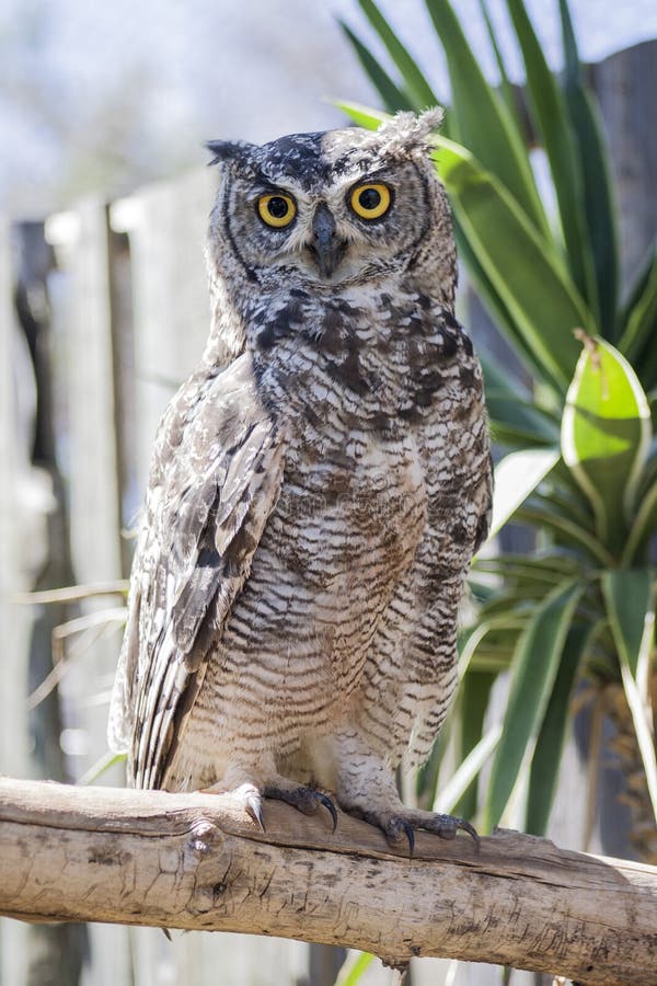 Owl stock photo. Image of natural, wise, eyes, beauty - 88877644