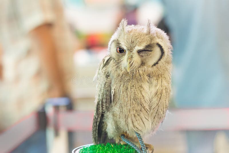An Owl Standing while Opening One Eye Stock Photo - Image of furry ...