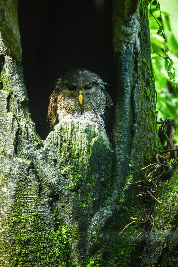 Owl Standing between Rock Gab Stock Image - Image of ecosystem, flake ...
