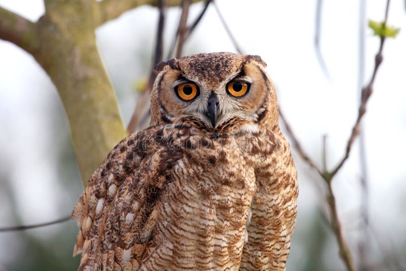 Owl standing on a tree stock image. Image of daylight - 4623805
