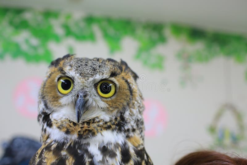Owl is Standing and Watching Stock Photo - Image of wild, portrait ...