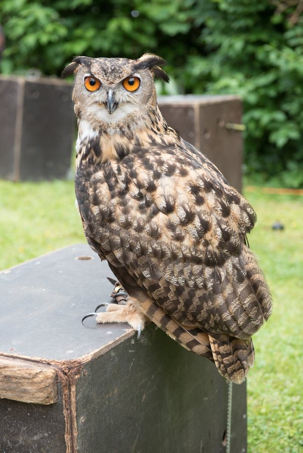 Owl is Standing on a Wooden Box Stock Photo - Image of prey, powerful ...
